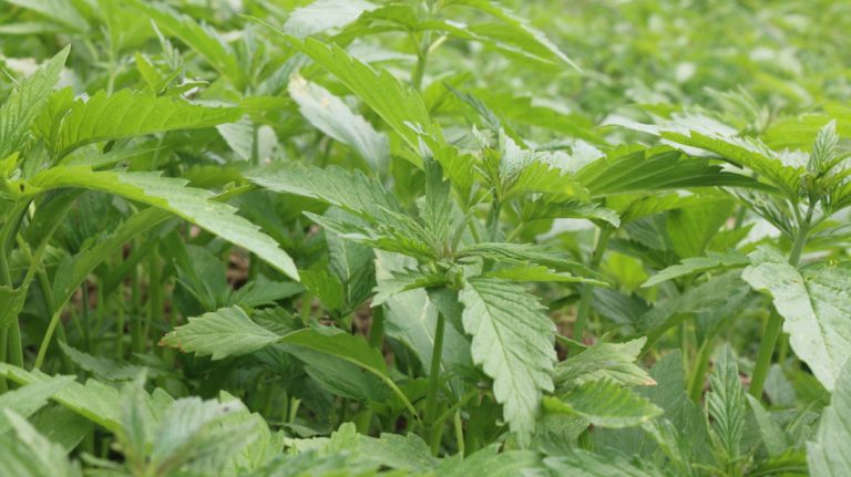 Italien: Hanf bis 0,6% THC erlaubt! | Deutscher Hanfverband (DHV)